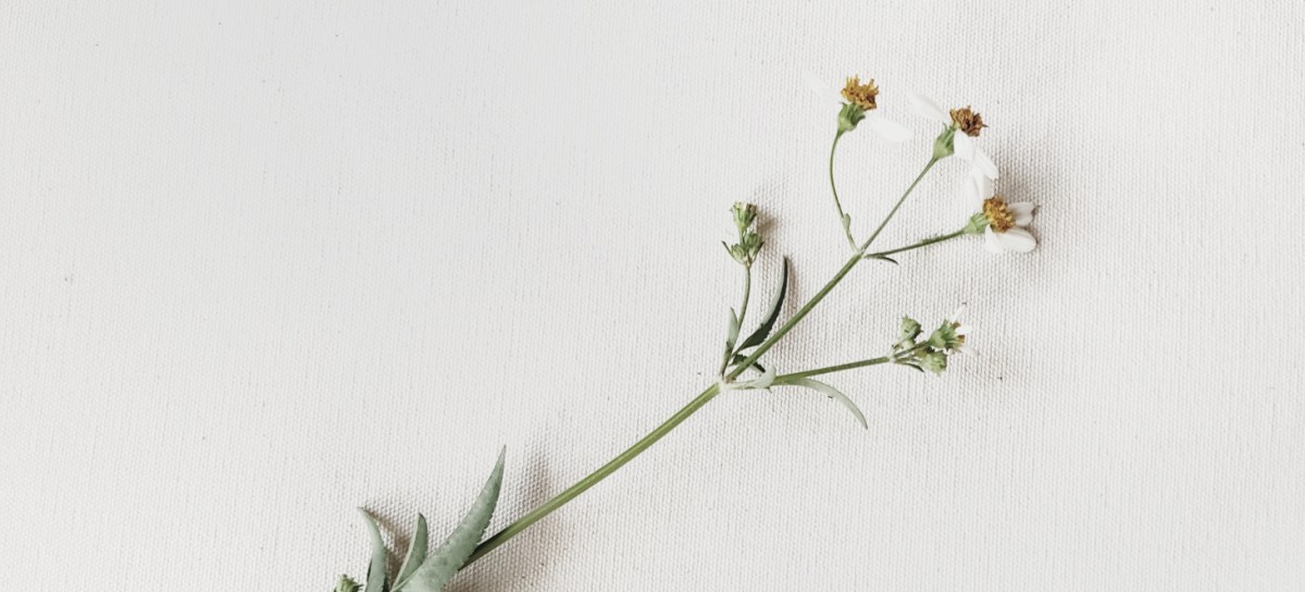 Spanish Needles